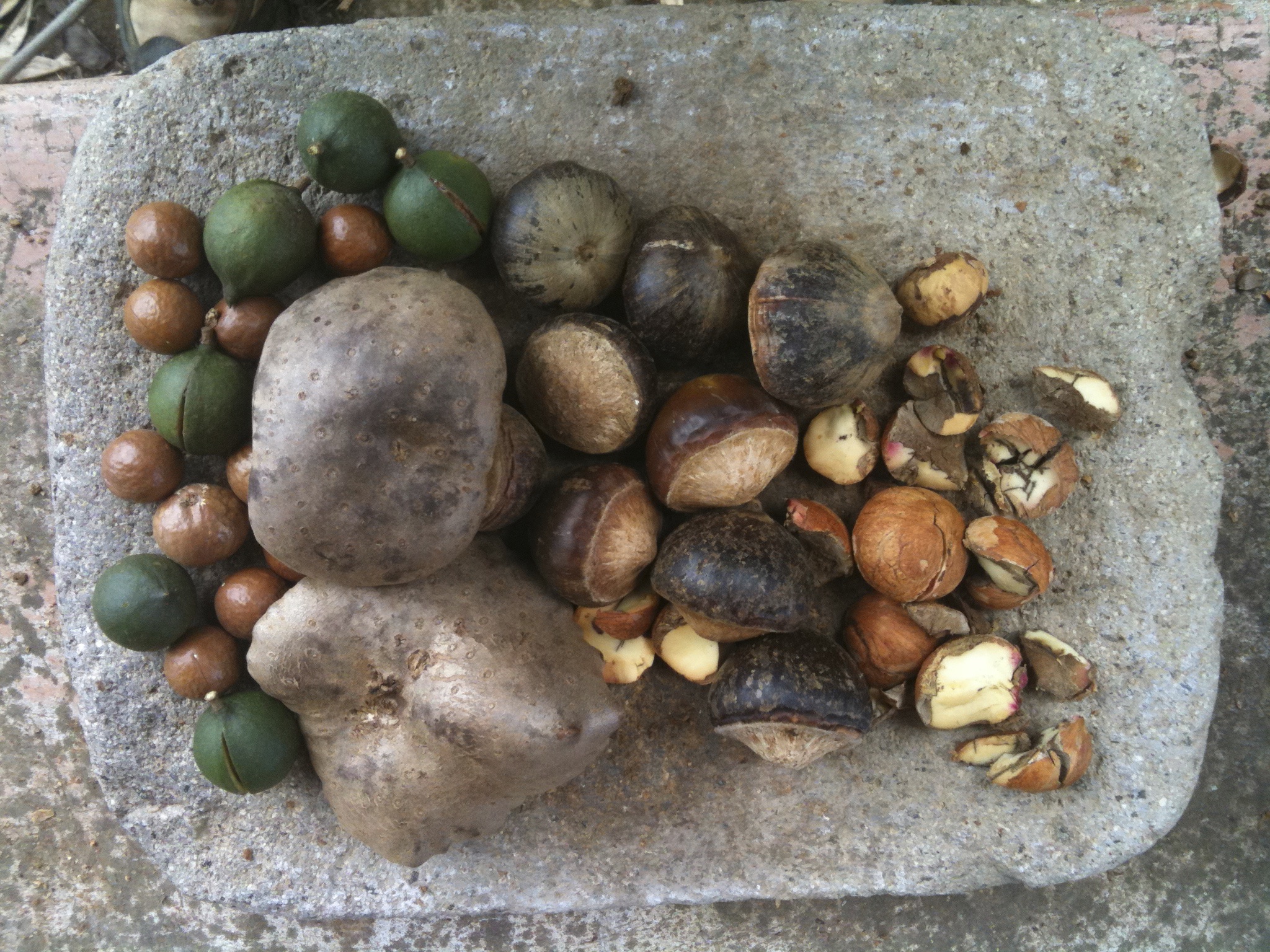 Our new article on perennial staple crops – The Perennial Agriculture ...